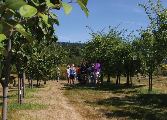 The Disappearance and Revival of Fruiting Quince – Mother Earth Gardener